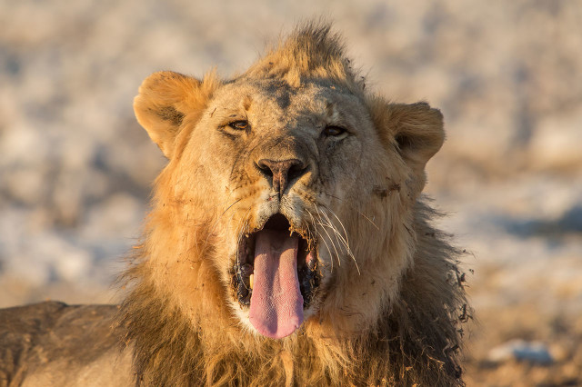 Ferocious Land Animals Ranked 28: Lions - iMedia