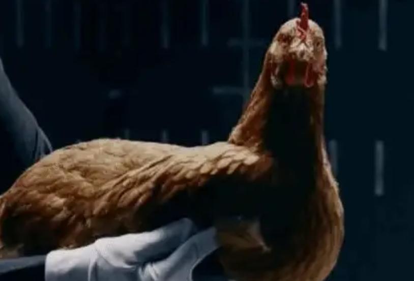 Camera x, camera chicken √, how strong is the chicken head anti-shake?Can a stabilizer compare ...