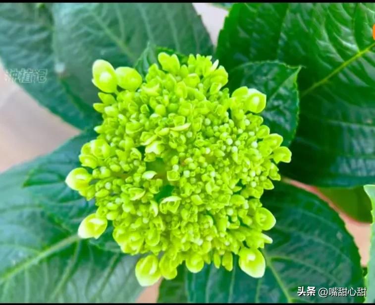 Teach you to use a magic tomato to breed hydrangeas, one can be ...