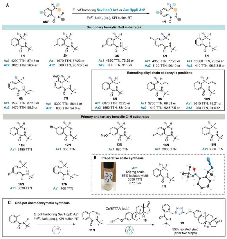 Science: Learning metal catalysis, iron enzymes can also catalyze C(sp3 ...