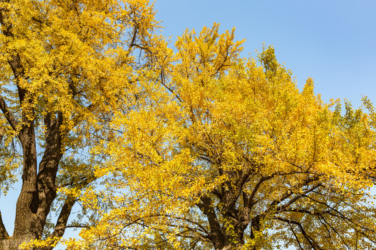 Thirteen new works by Duke Wu Lei (4) - iNEWS