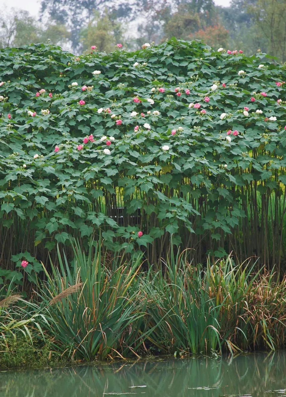 50,000 city flowers in Chengdu bloom, and hibiscus flowers in the ...