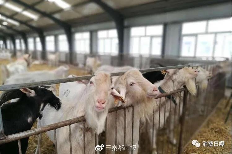 Feihe just won the "Asia's largest" goat milk company in Shaanxi, and ...