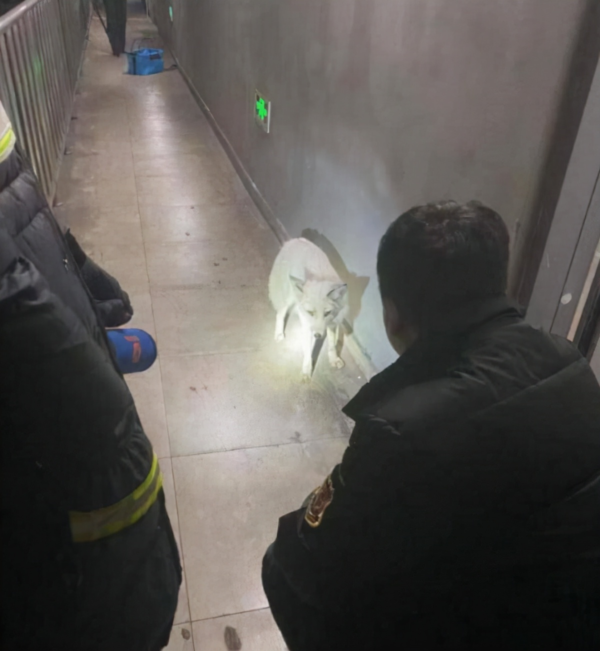 An animal appeared in Putuo, Shanghai, covered in snow, sneaking into ...