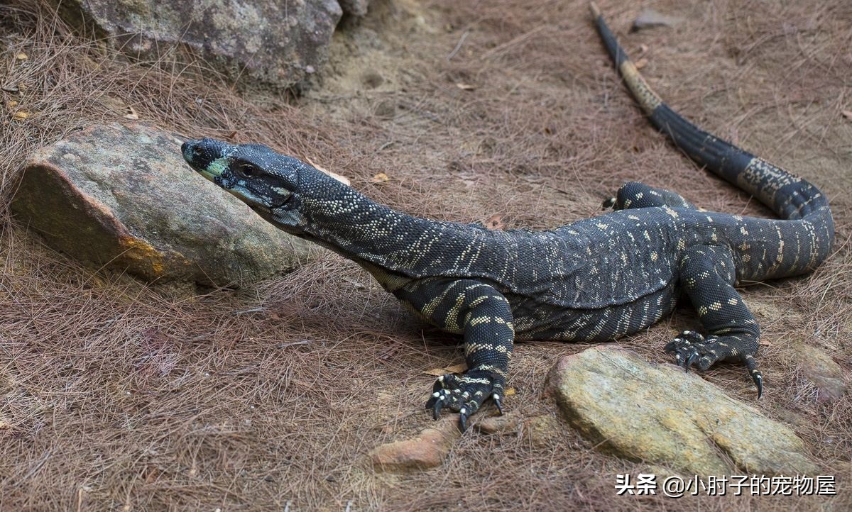 How much do you know about the "Bengal monitor lizard" sexually ...