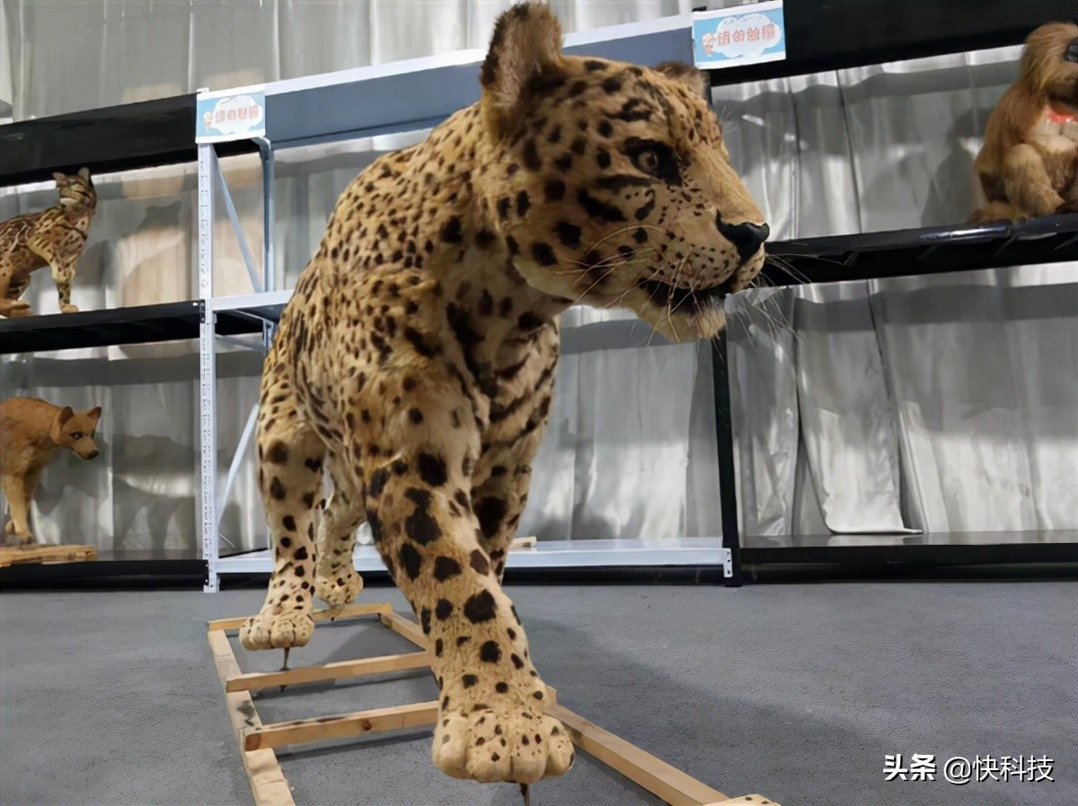 Duan Xiang, a biological restorer, used LaCie to record the magical ...