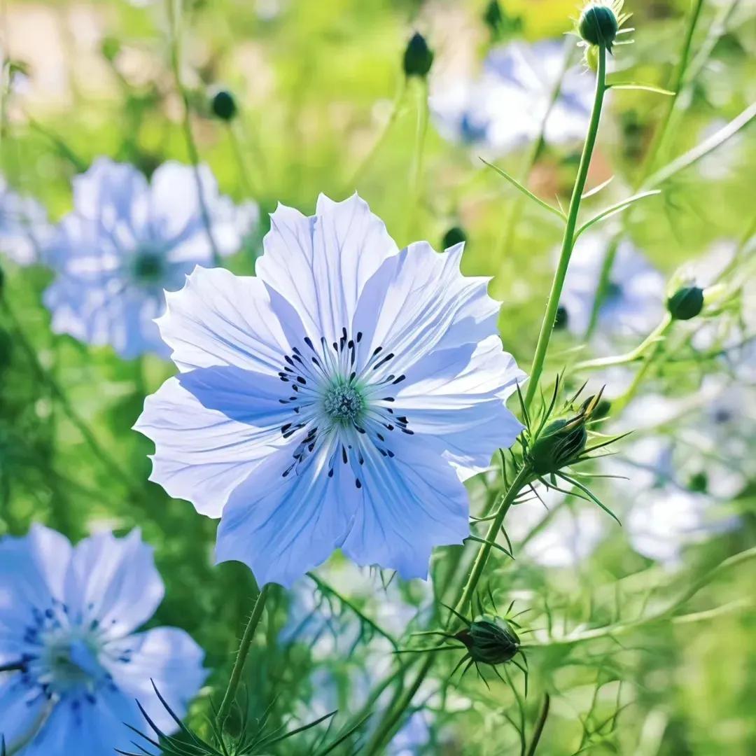 The highest level of showing off wealth in the second half of life is ...