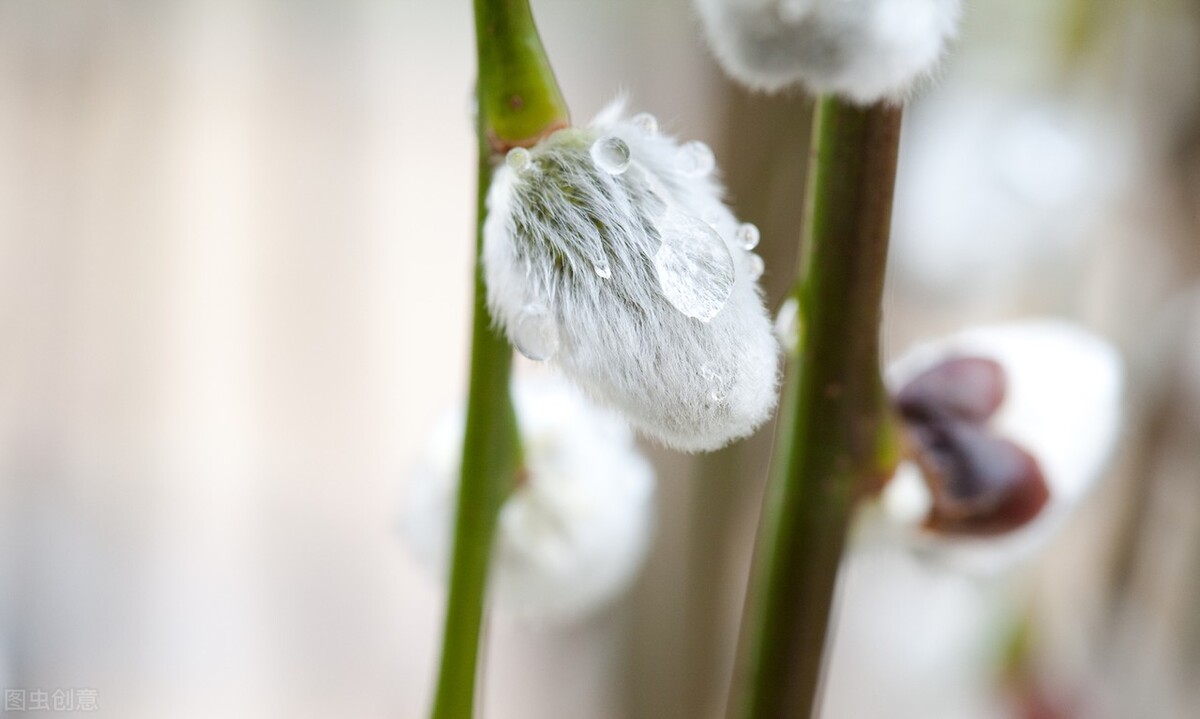 Catkins flying all over the sky should pay attention to allergic ...
