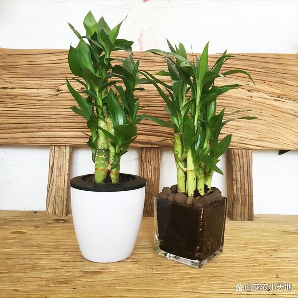 How to raise Lucky Bamboo to be greener and more prosperous See here ...