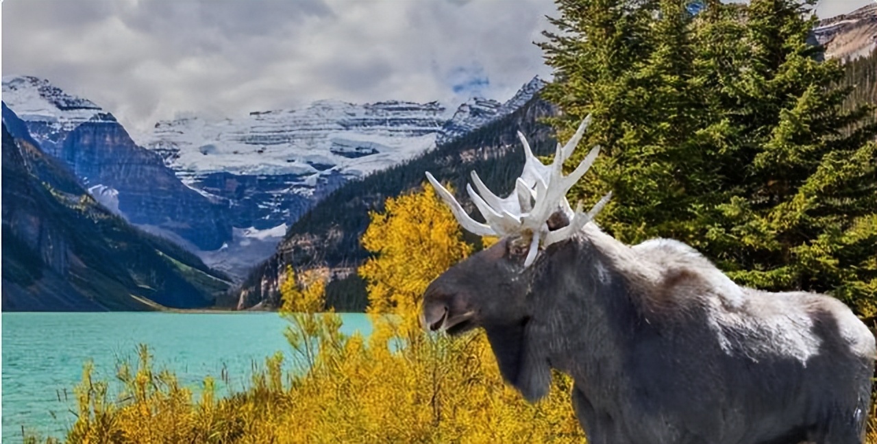 The country that the Chinese people envy the most is the second largest ...