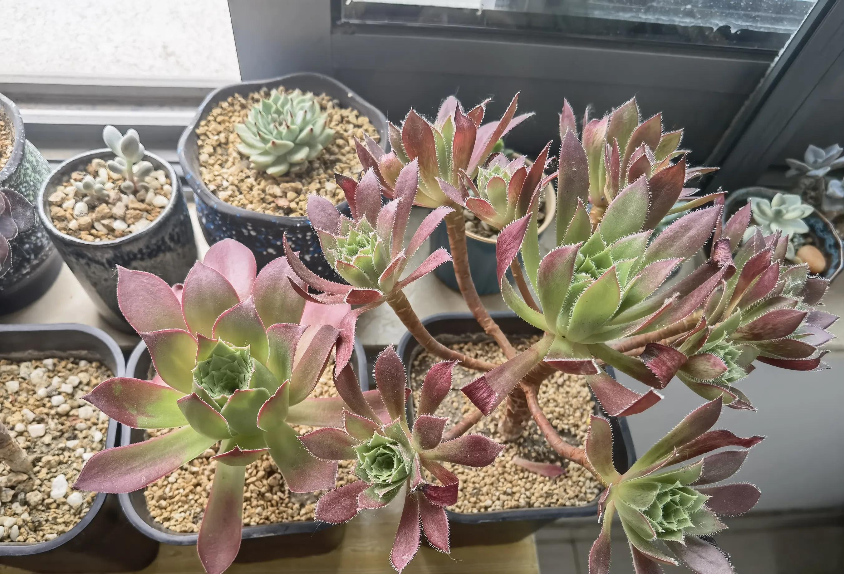 The summer mage enters the dormant season - iNEWS