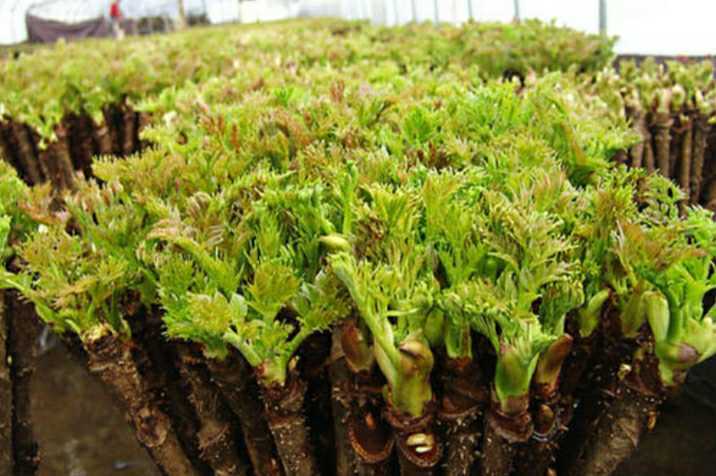 The thorn sprouts are at the right time, they are better than the ...