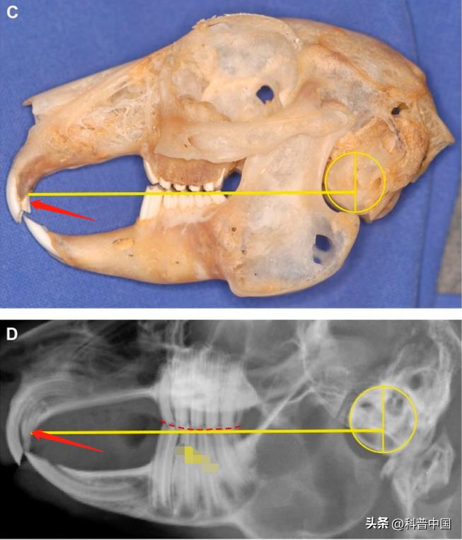 Rabbit and mouse turned out to be "distant relatives"?Things you don't ...