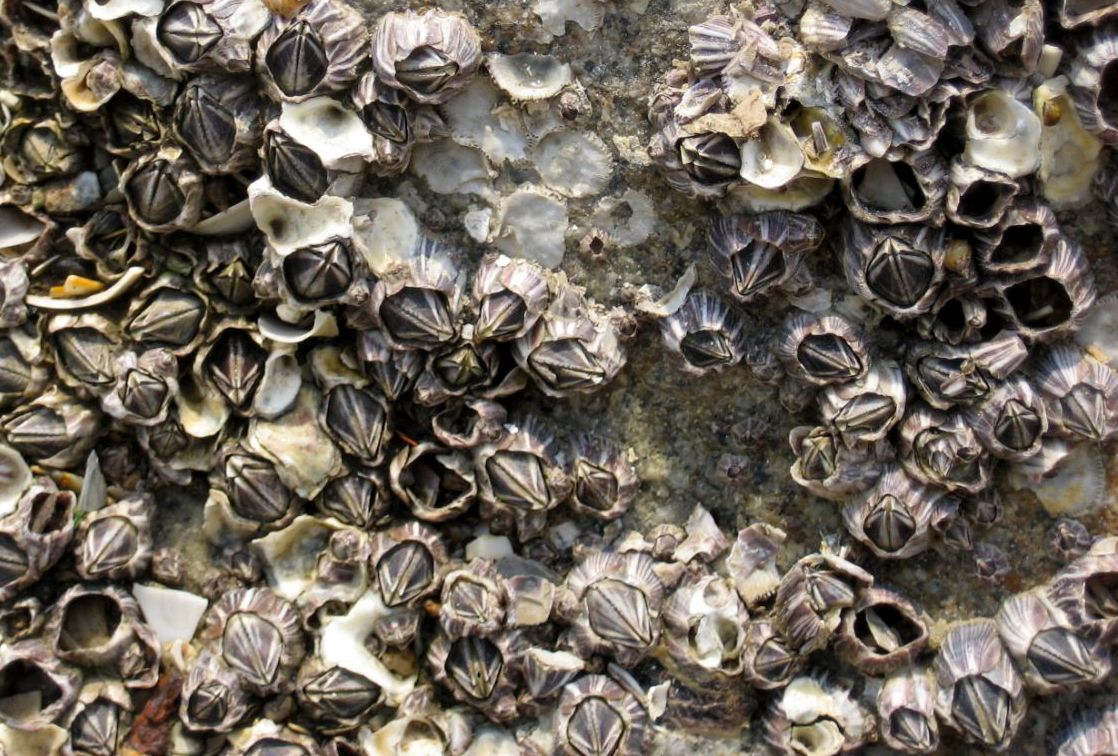 How scary are barnacles? Low-key parasites in the ocean torture whales ...