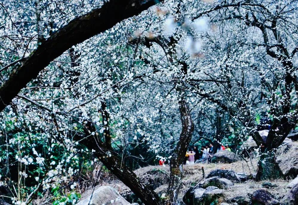 Walk into Lianghua Plum Garden - iNEWS