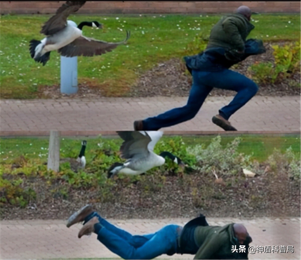 How strong is the goose's fighting power?Why is it not afraid of people ...