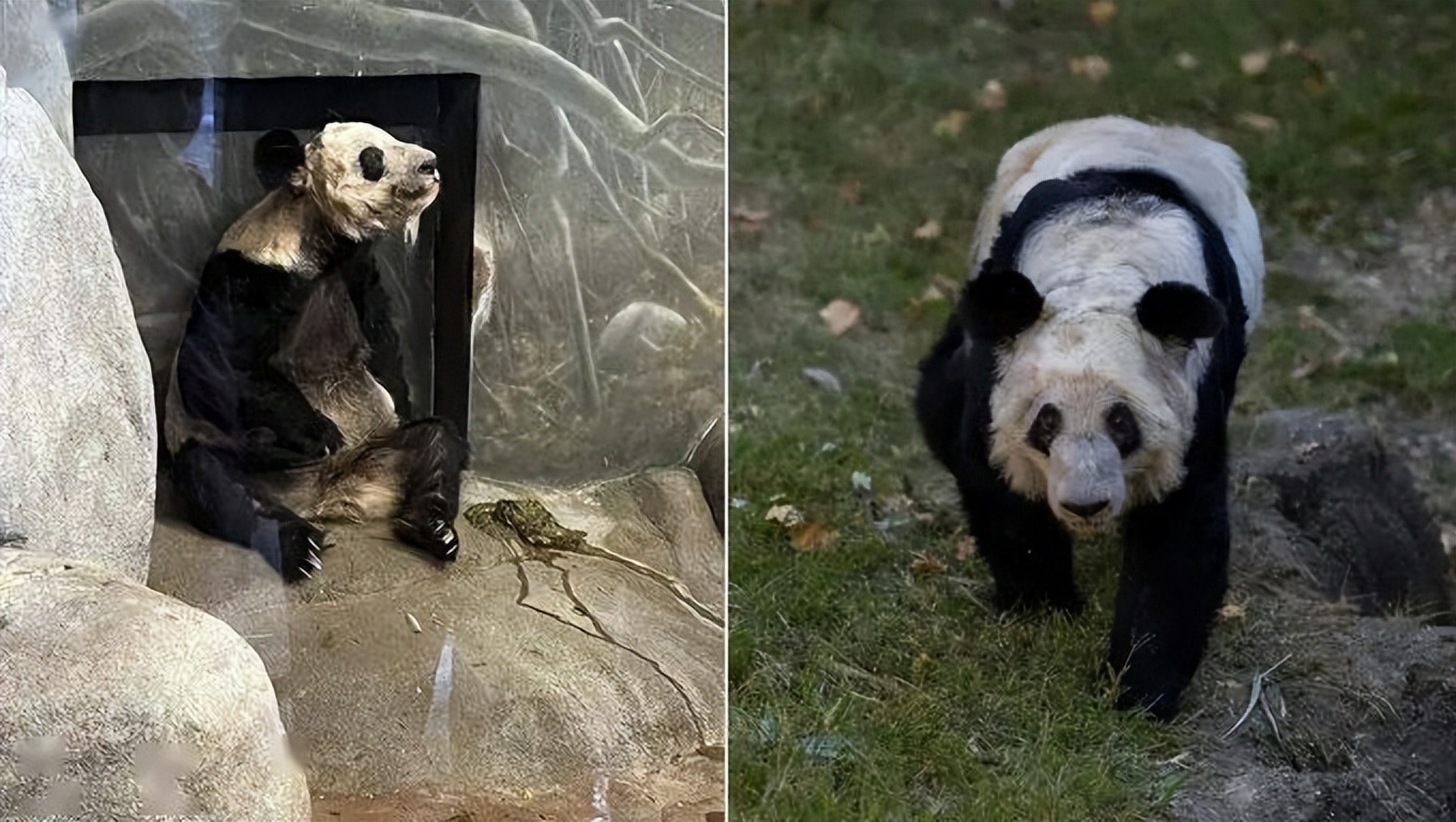 The skinny giant panda "Yaya" has returned to China, how should we ...