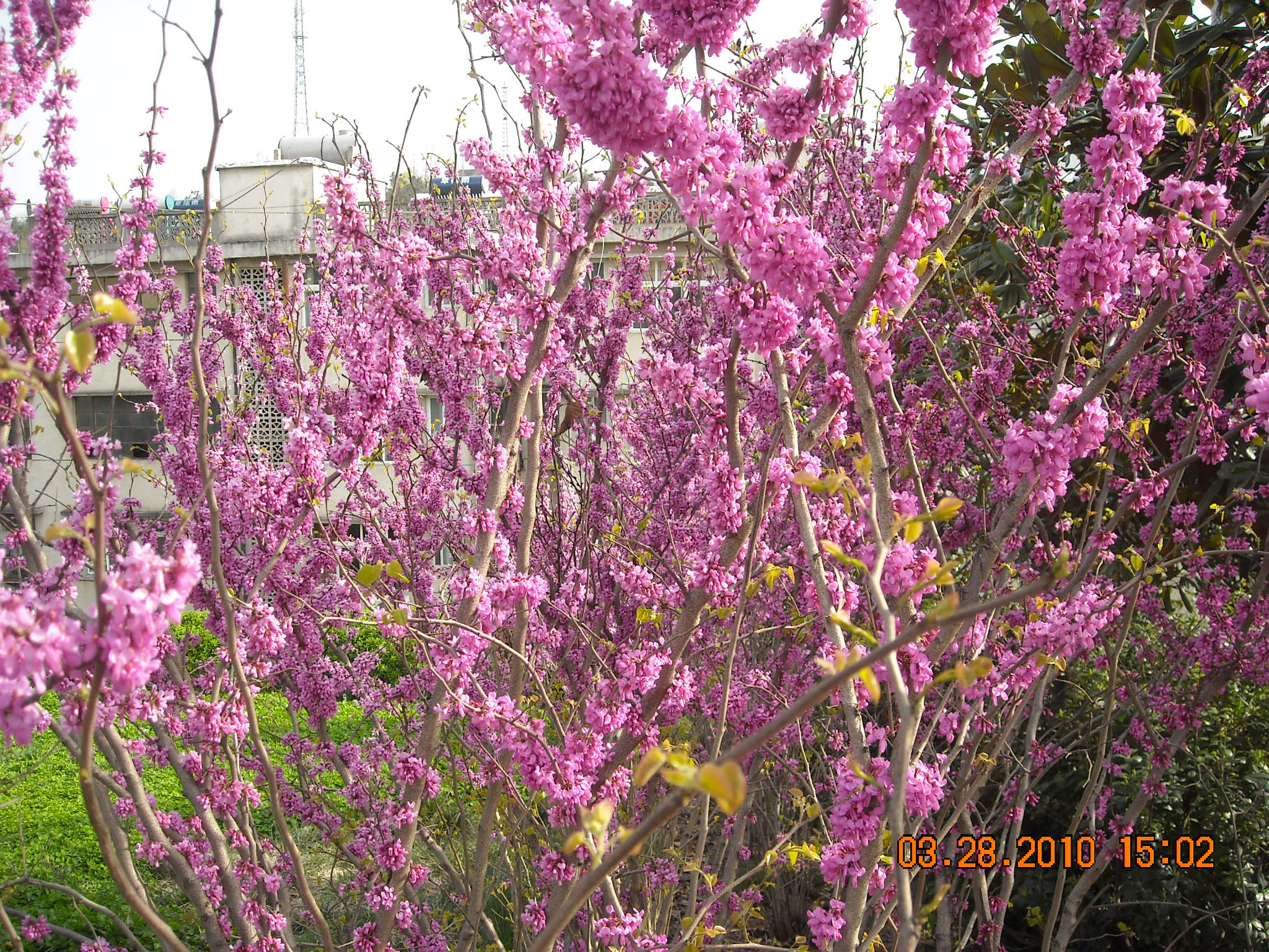 Nanshan Hundred Flowers Couplet (Part 1) - iNEWS