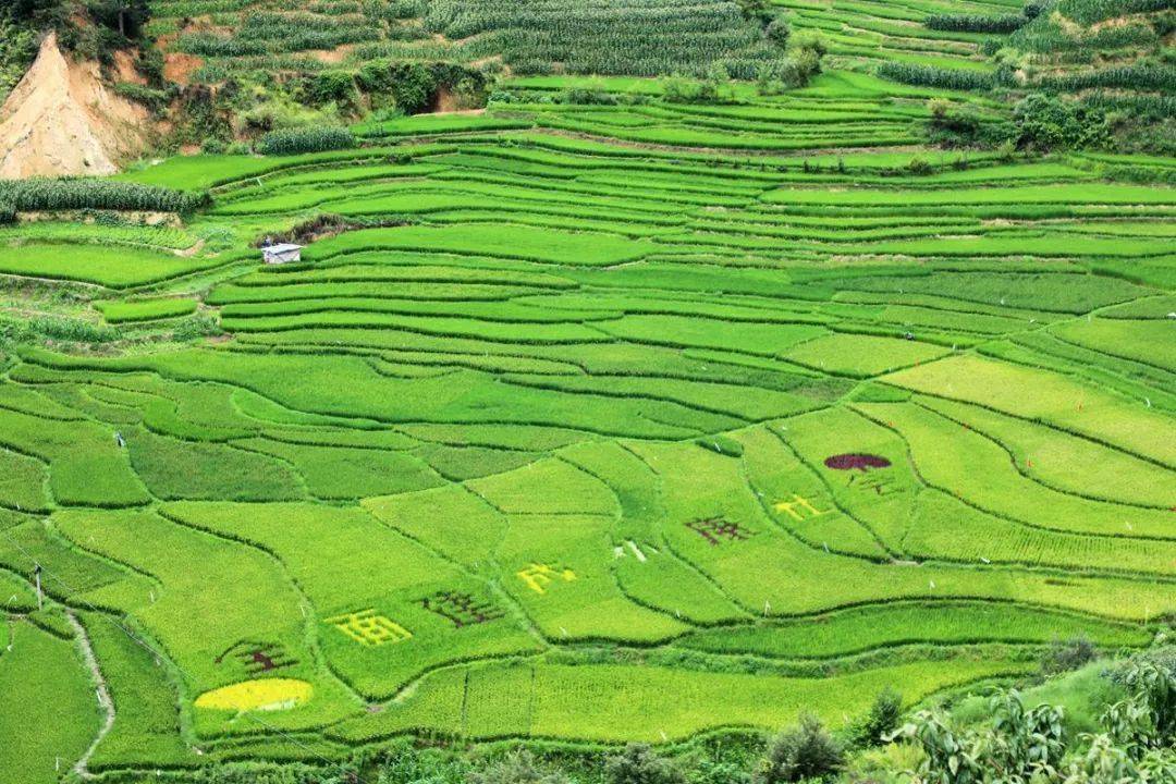 Ten rice field poems, desert paddy fields, green rice seedlings, the ...