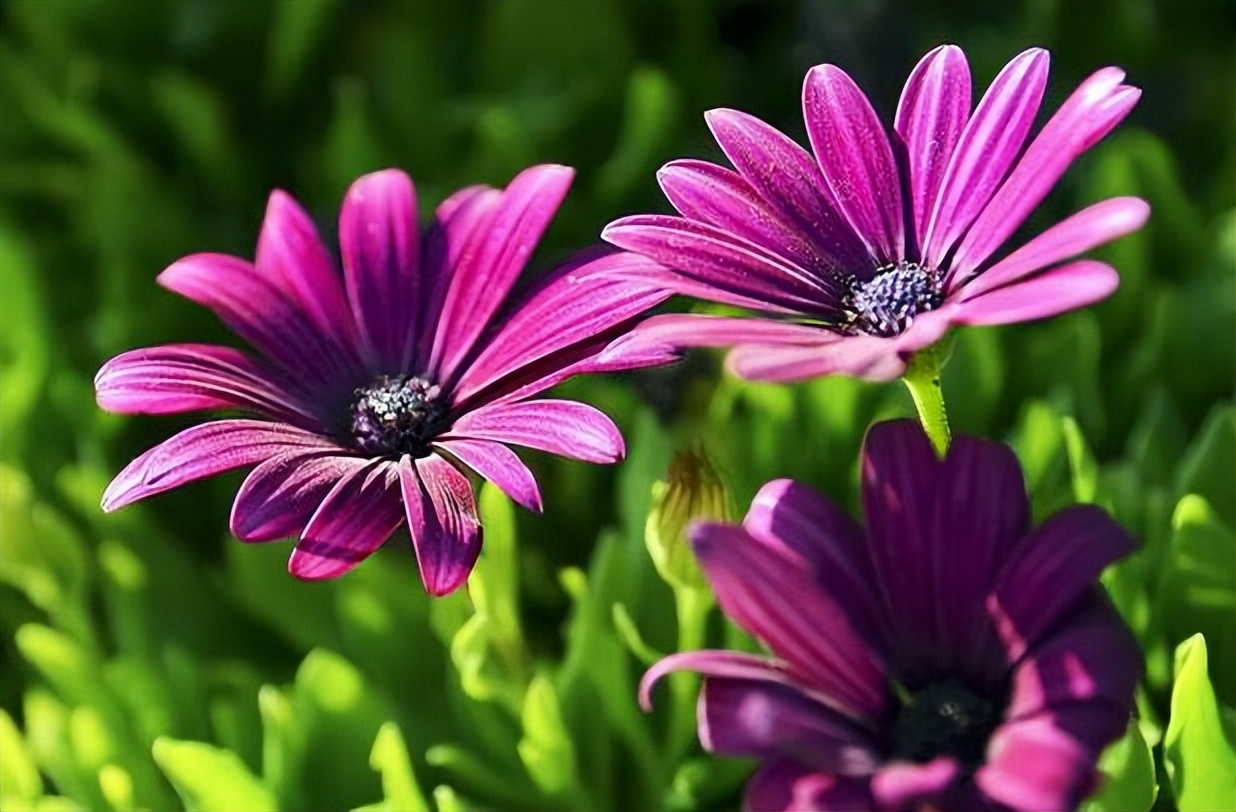 Daisy Margarita how to breed and manage these items easily - iNEWS