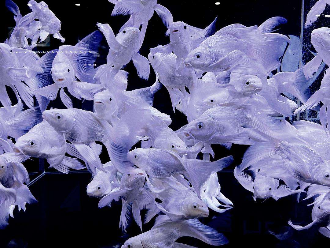 What's deep in the Mariana Trench? Diving more than 8,000 kilometers ...