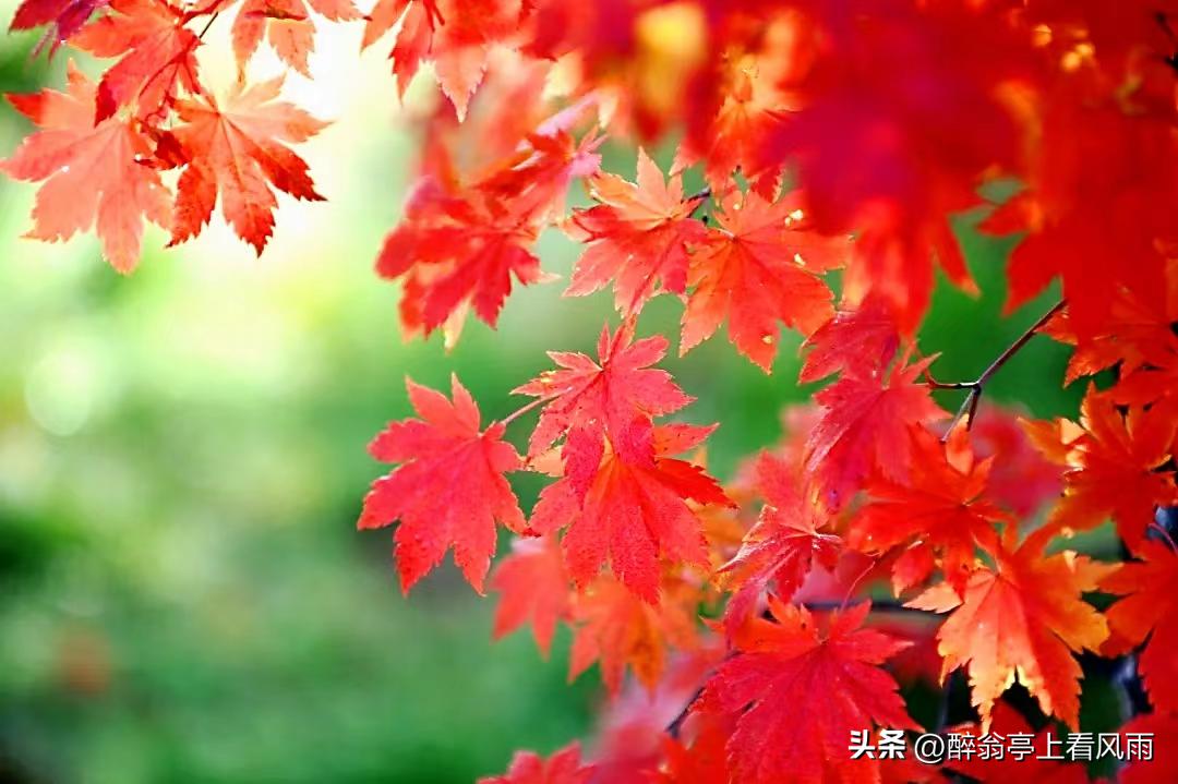 Feel the life in autumn, feel the beauty - iNEWS
