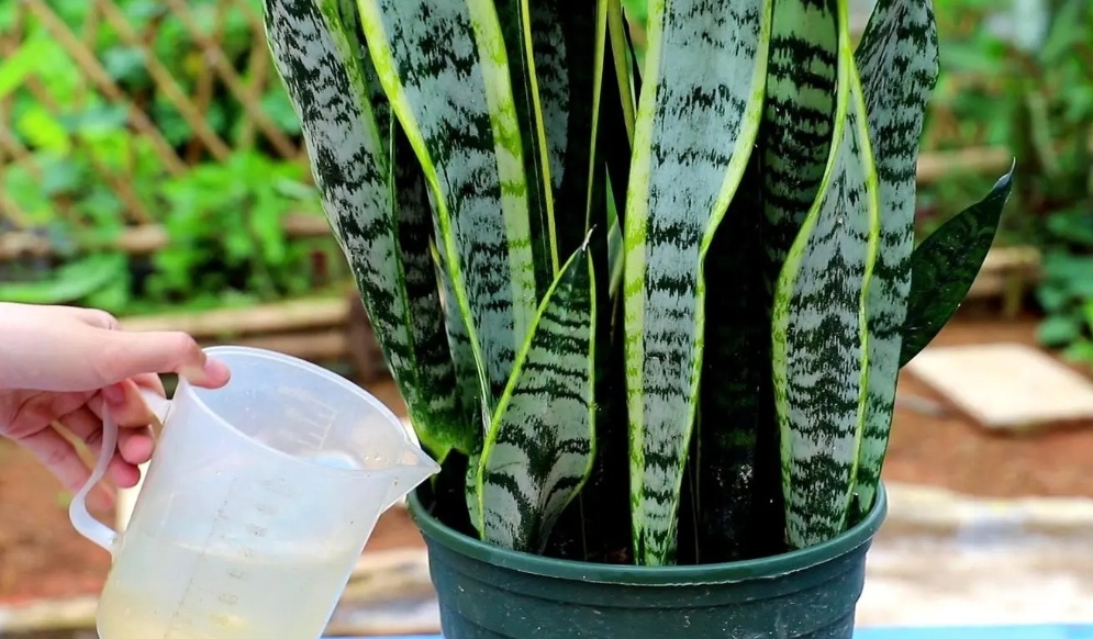 Tiger Pilan has few leaves?Adjust the maintenance in 4 aspects, the ...