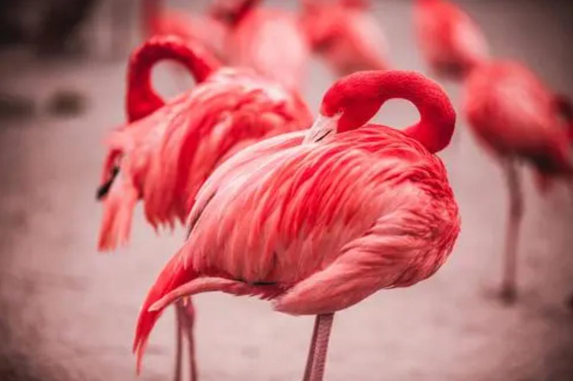 Flamingos feed offspring with "blood"!There is no cruelty behind the ...