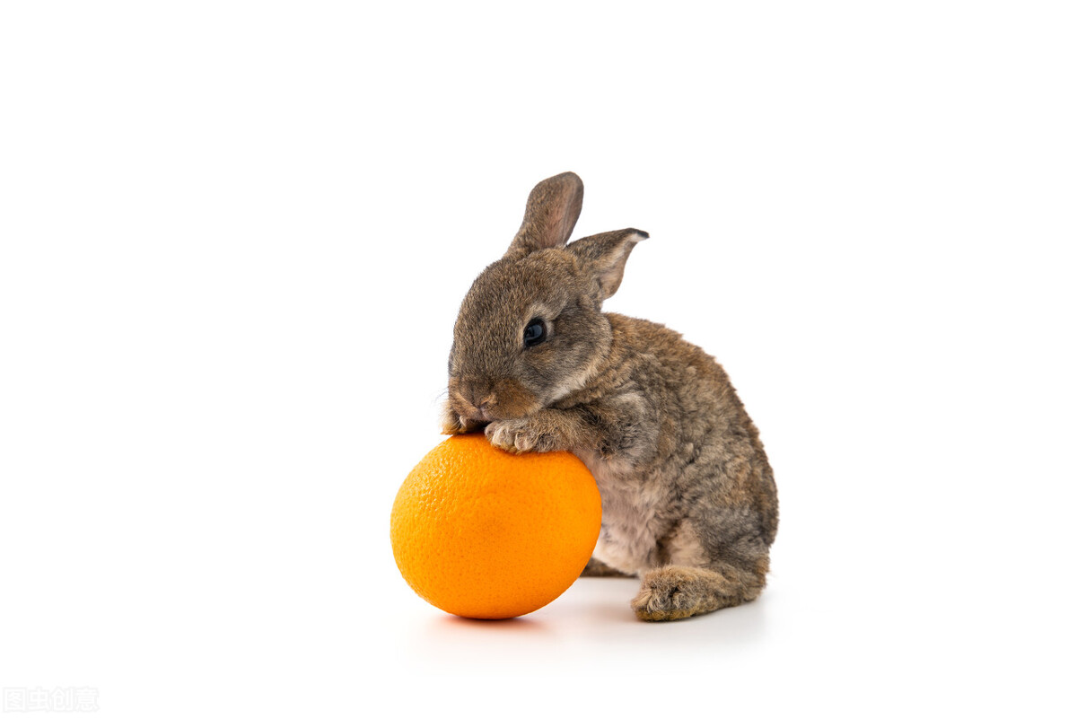 Rabbit pulls a lot of soft stool - iNEWS