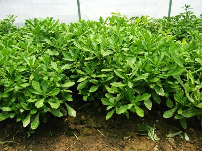 Spring Cabbage Rescue Cabbage, also known as Sedum Panax notoginseng ...