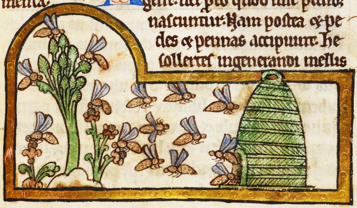 Medieval bees, small though small, are not small at all - iNEWS