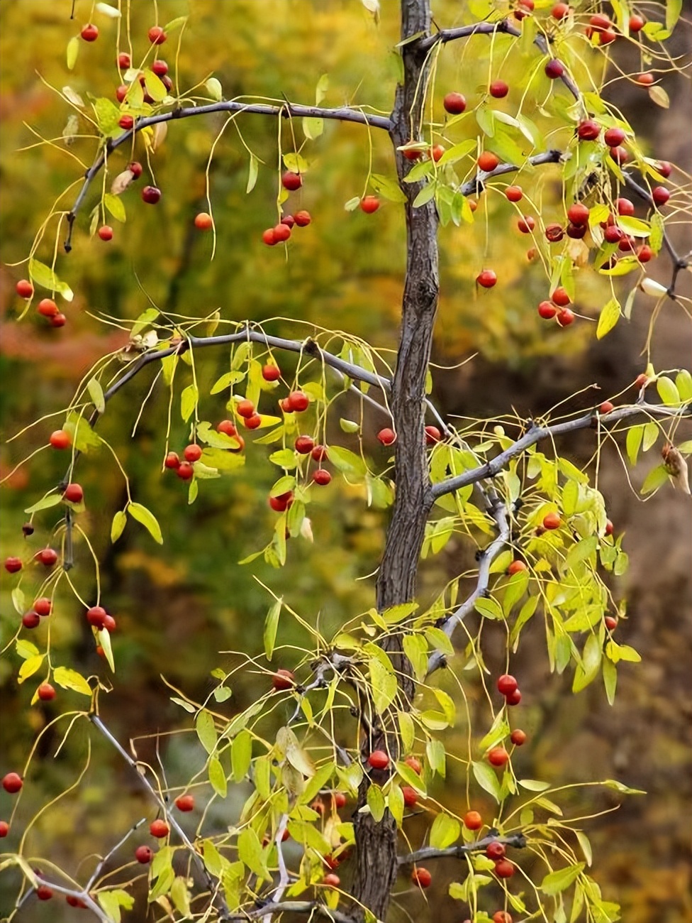 "Original" Seven Wonders Late Autumn Wild Jujube - iNEWS