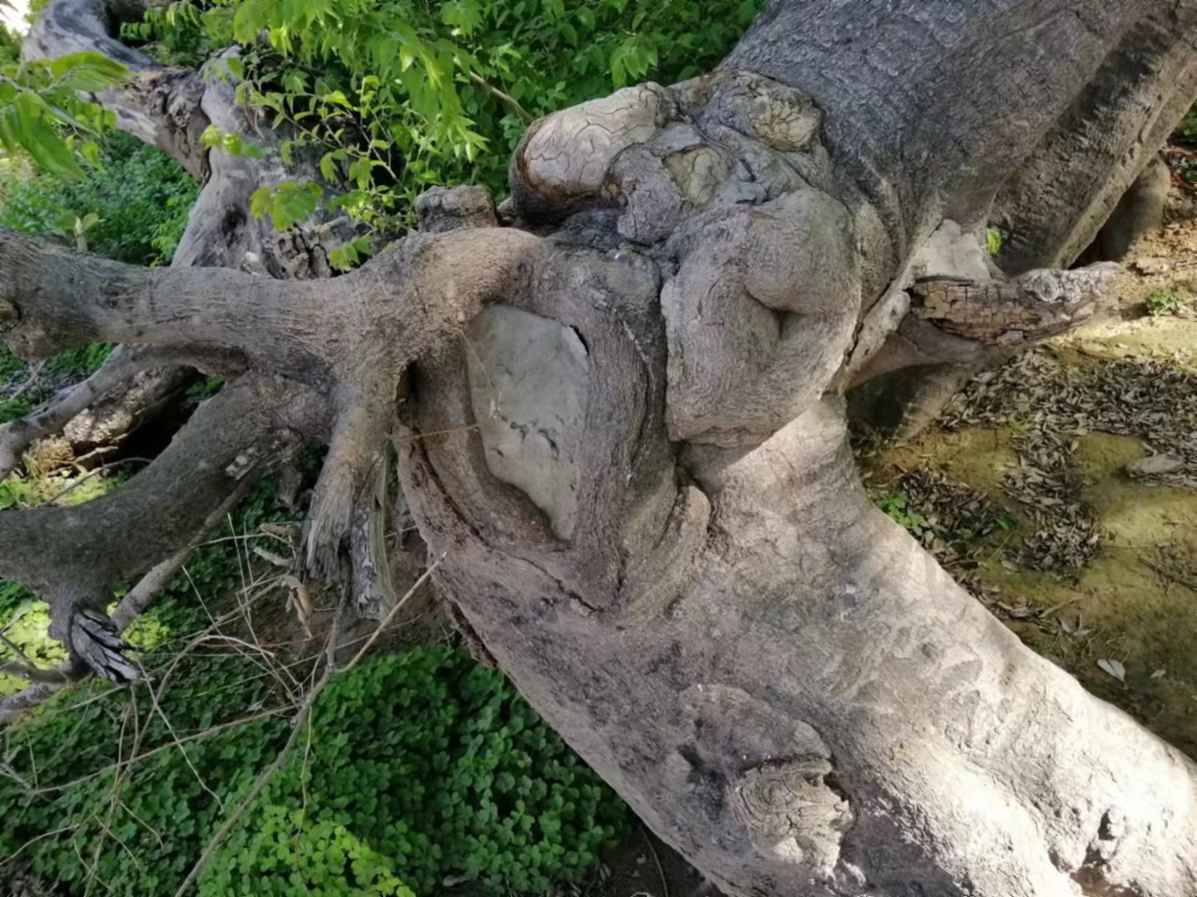 The only dog spine tree in the world - iNEWS