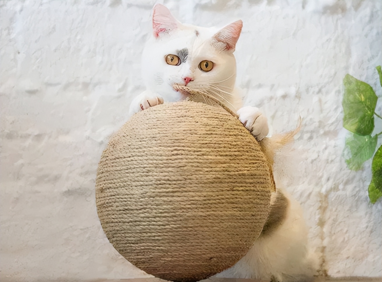 Poor cats vs rich cats, what's the difference?Today I will teach you to ...