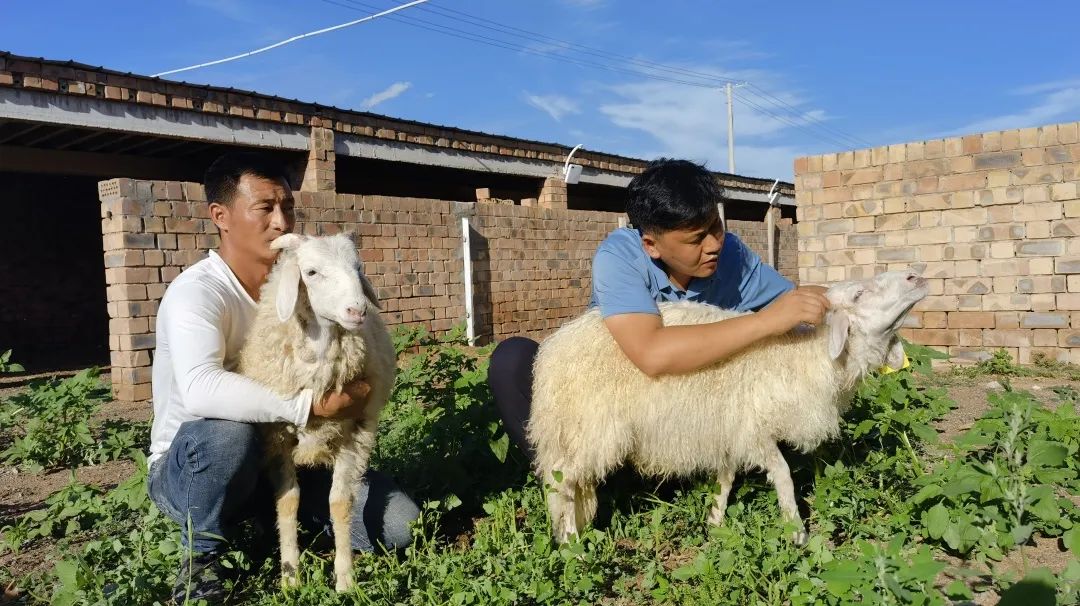 When you are still trapped in the second level of "sheep and sheep", he ...