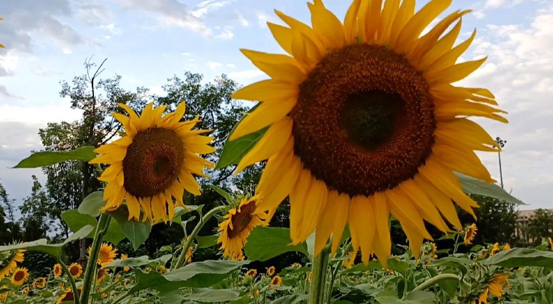 The sunflowers in Chengdu Tianfu Furong Garden are blooming ...