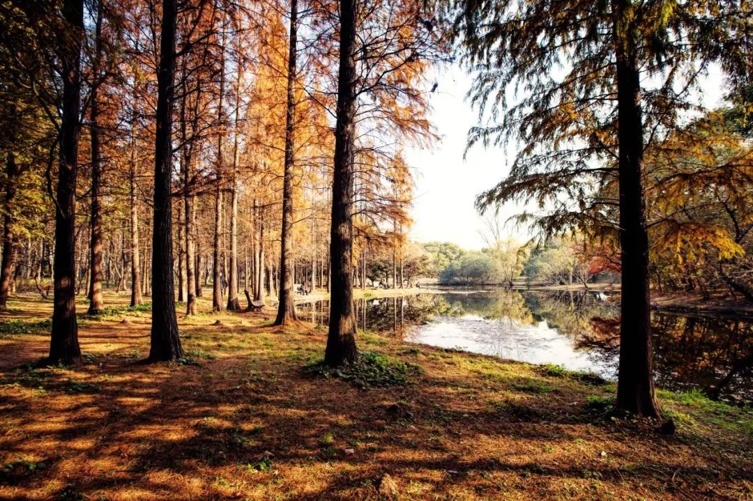Going out for the autumn, the forests in Shanghai are all dyed, the ...