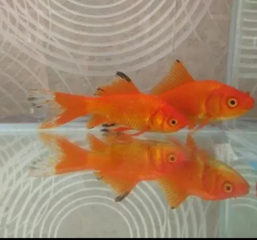 How to perform sex identification of goldfish? - iNEWS