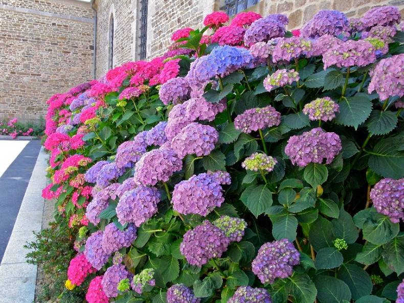 Raising hydrangea in dog days - iNEWS