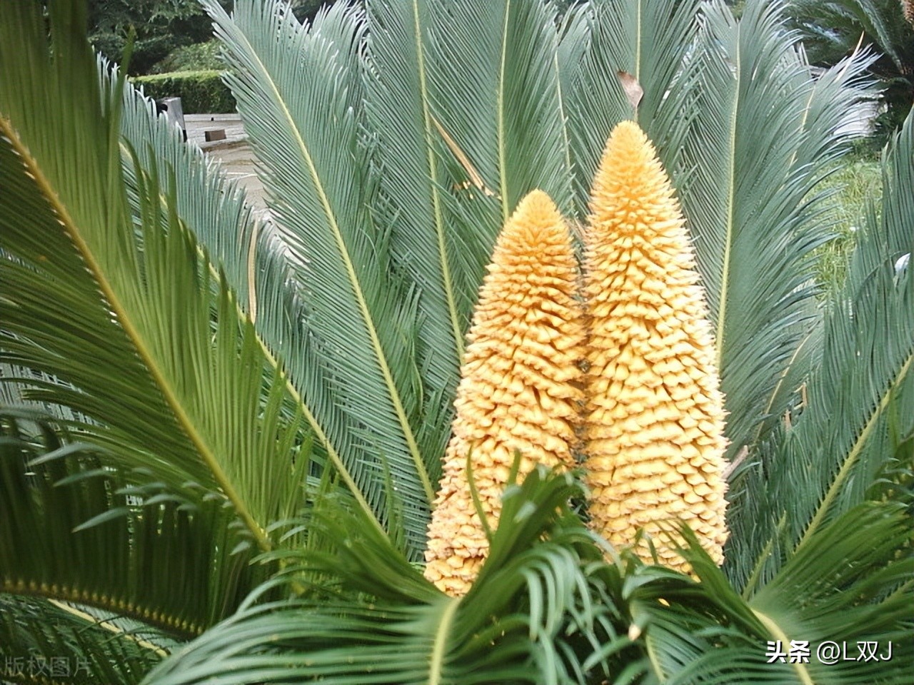 iron tree blossom - iNEWS