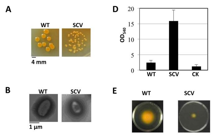 Genetic adaptation of small colony variants of Pseudomonas clorafisii ...