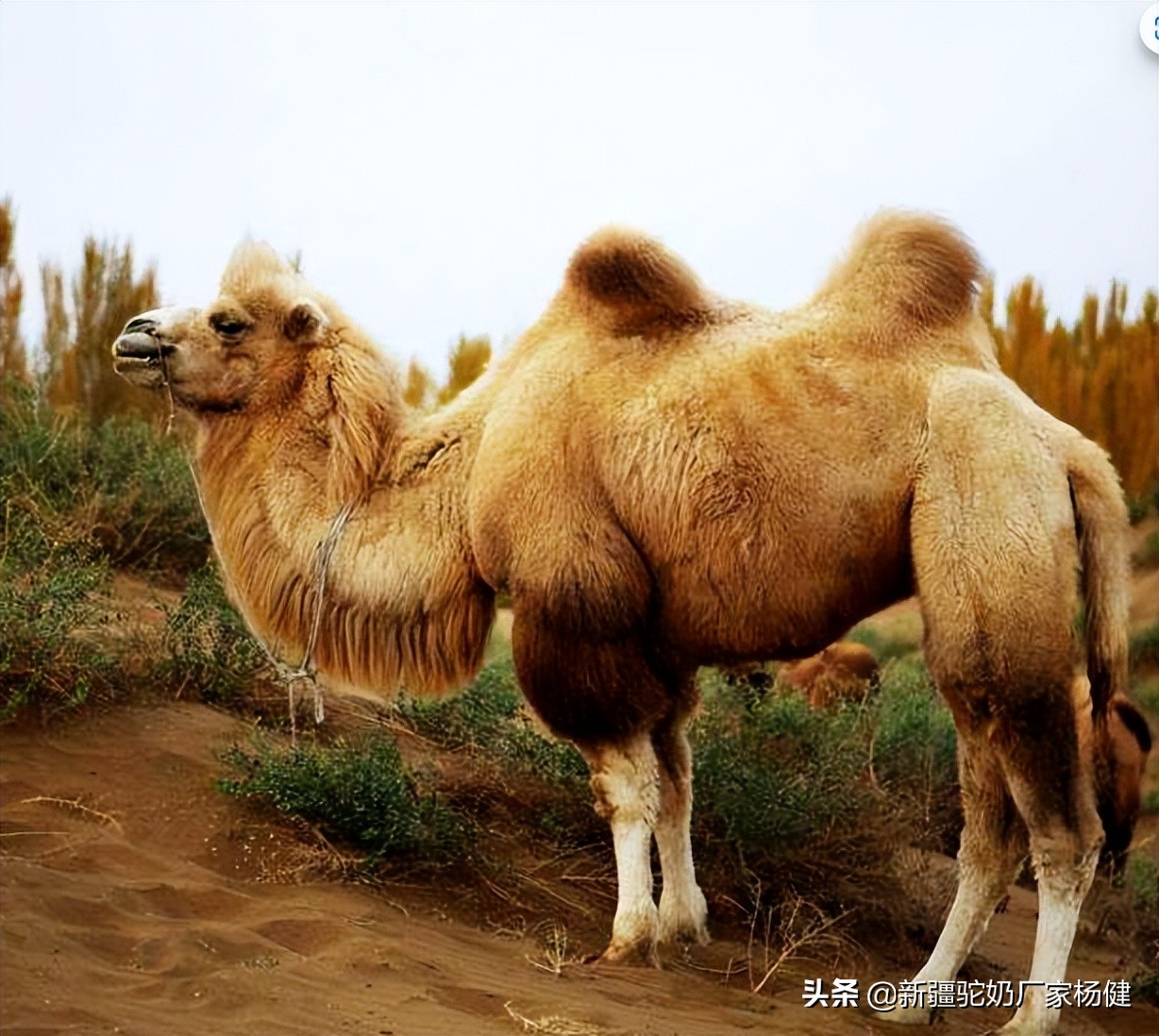 Take you to the secret: why camel milk is expensive - iNEWS