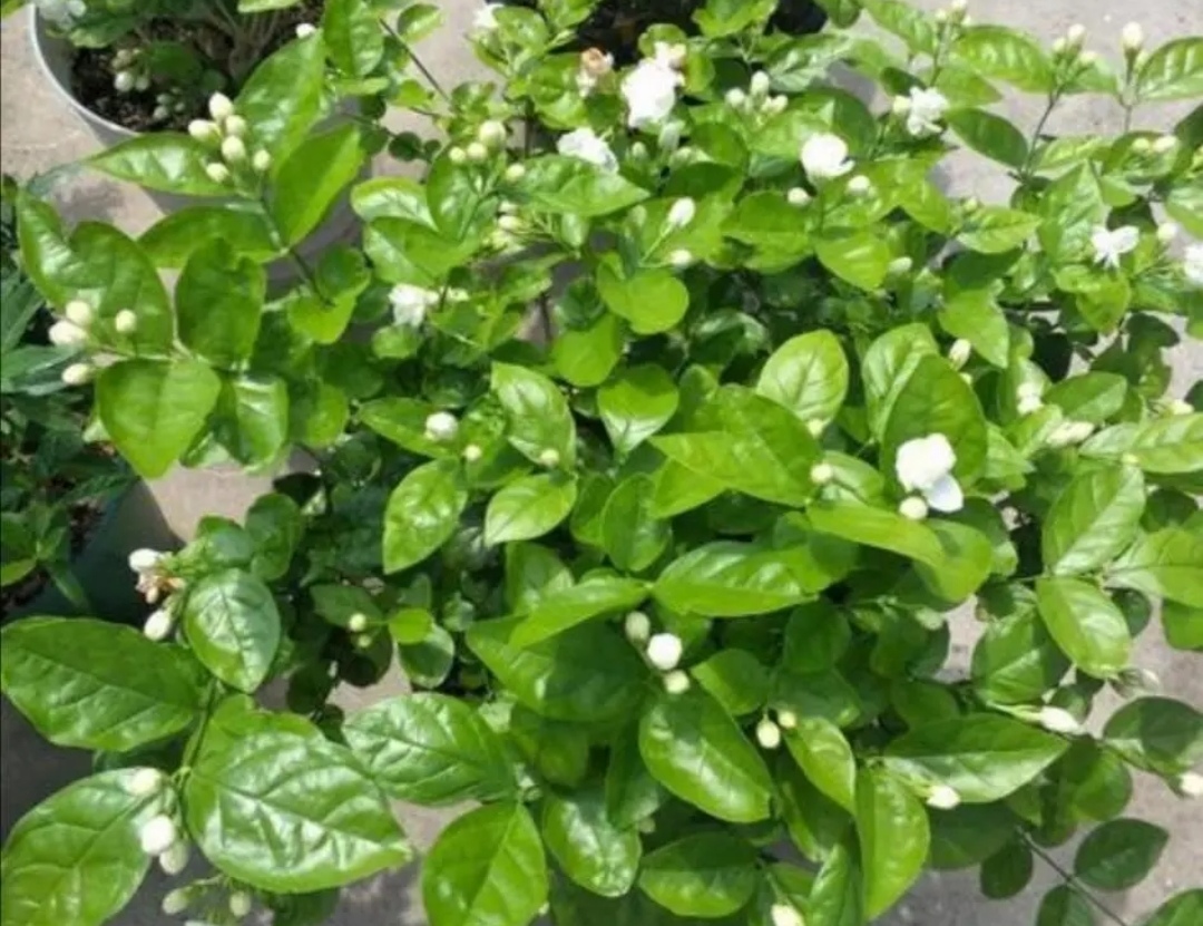 Raise jasmine in autumn, achieve "3 diligence and 1 lazy", the branches ...