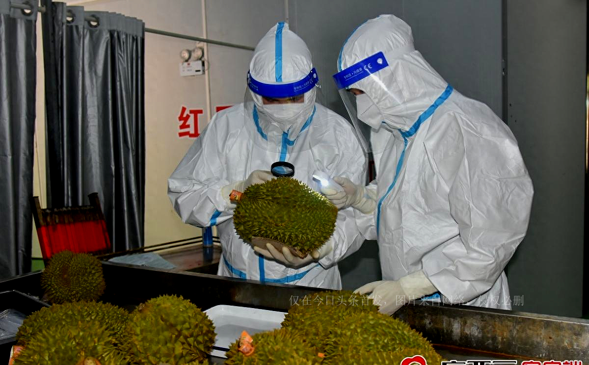 Vietnamese durians were successfully imported into China for the first ...