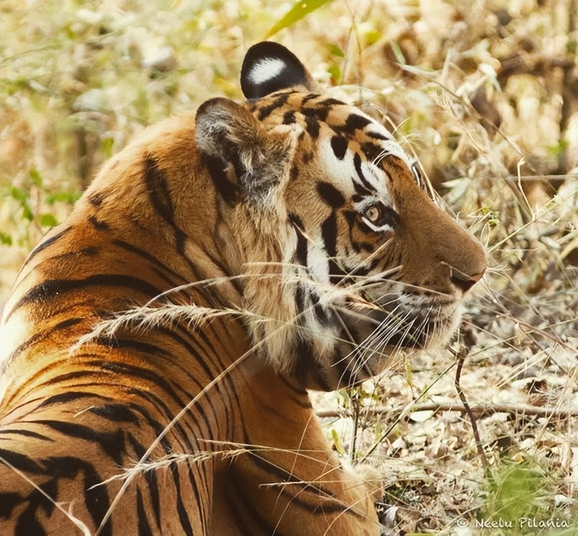 Indian story: The legendary life of the prince, one of the most ...