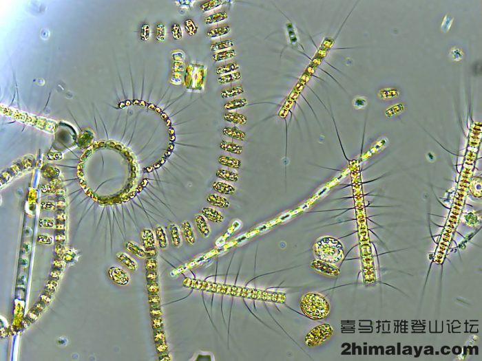 [World] Why our oceans are getting greener - iNEWS