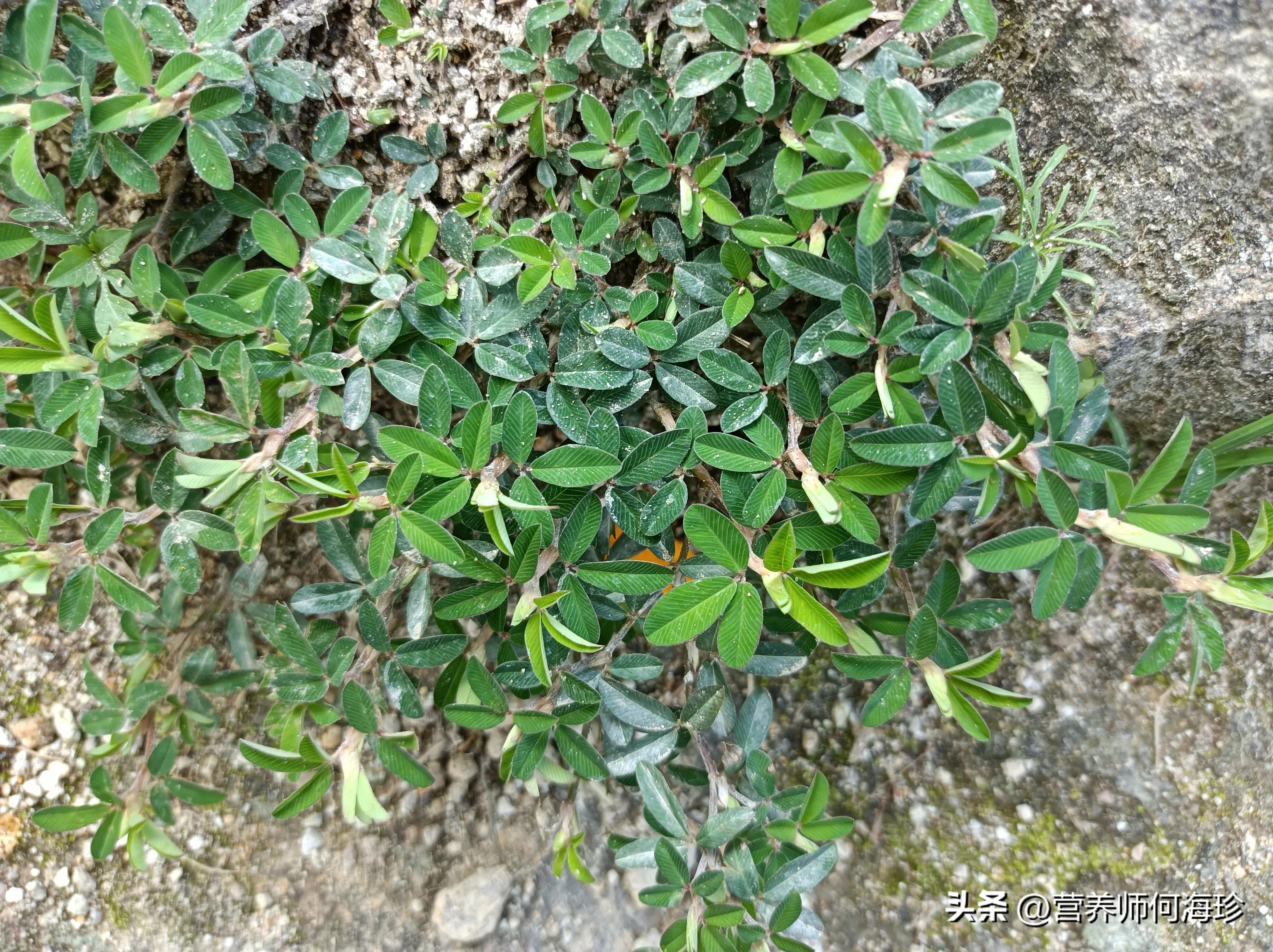 People call it "Pinch Buqi", and it is also known as "Little Immortal ...