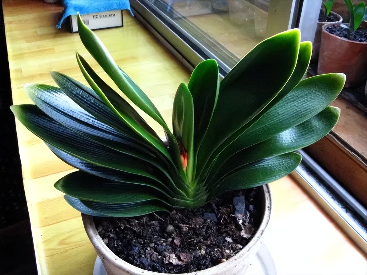 How to raise Clivia to grow well and strong leaves Pay attention to ...