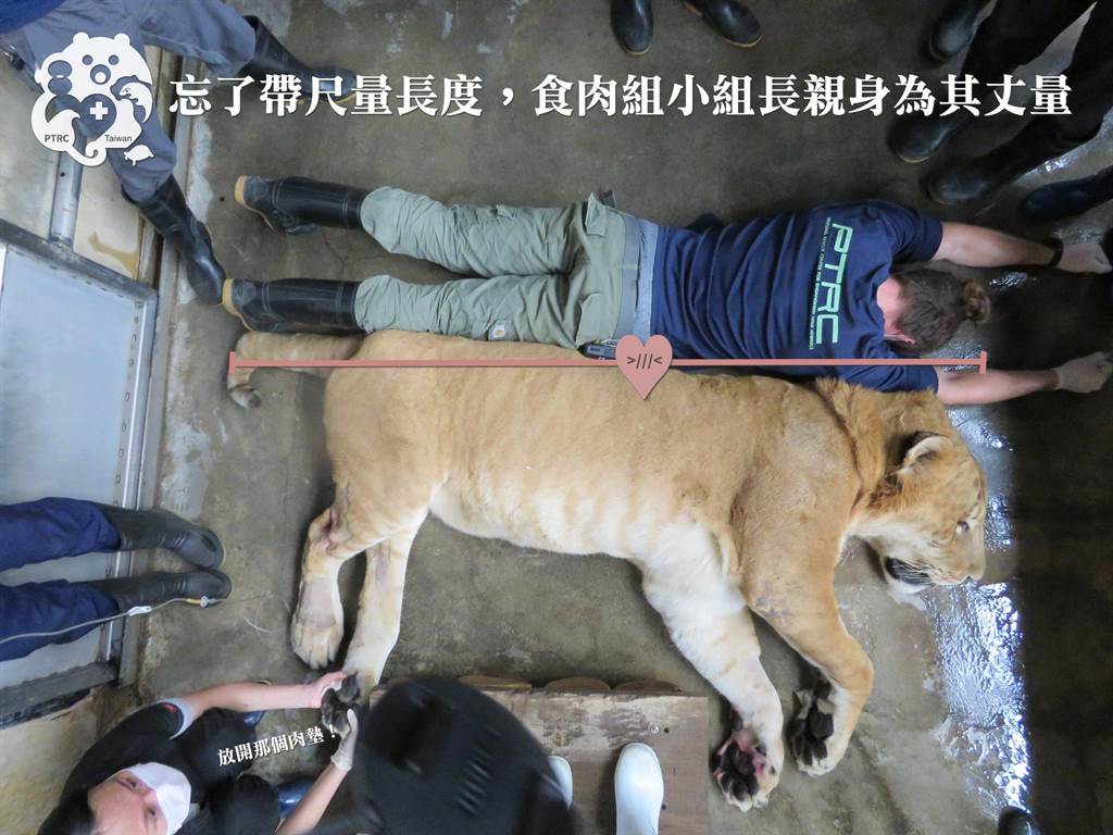 Liger beast!The only "A Biao" in Taiwan is 12 years old and the medical ...