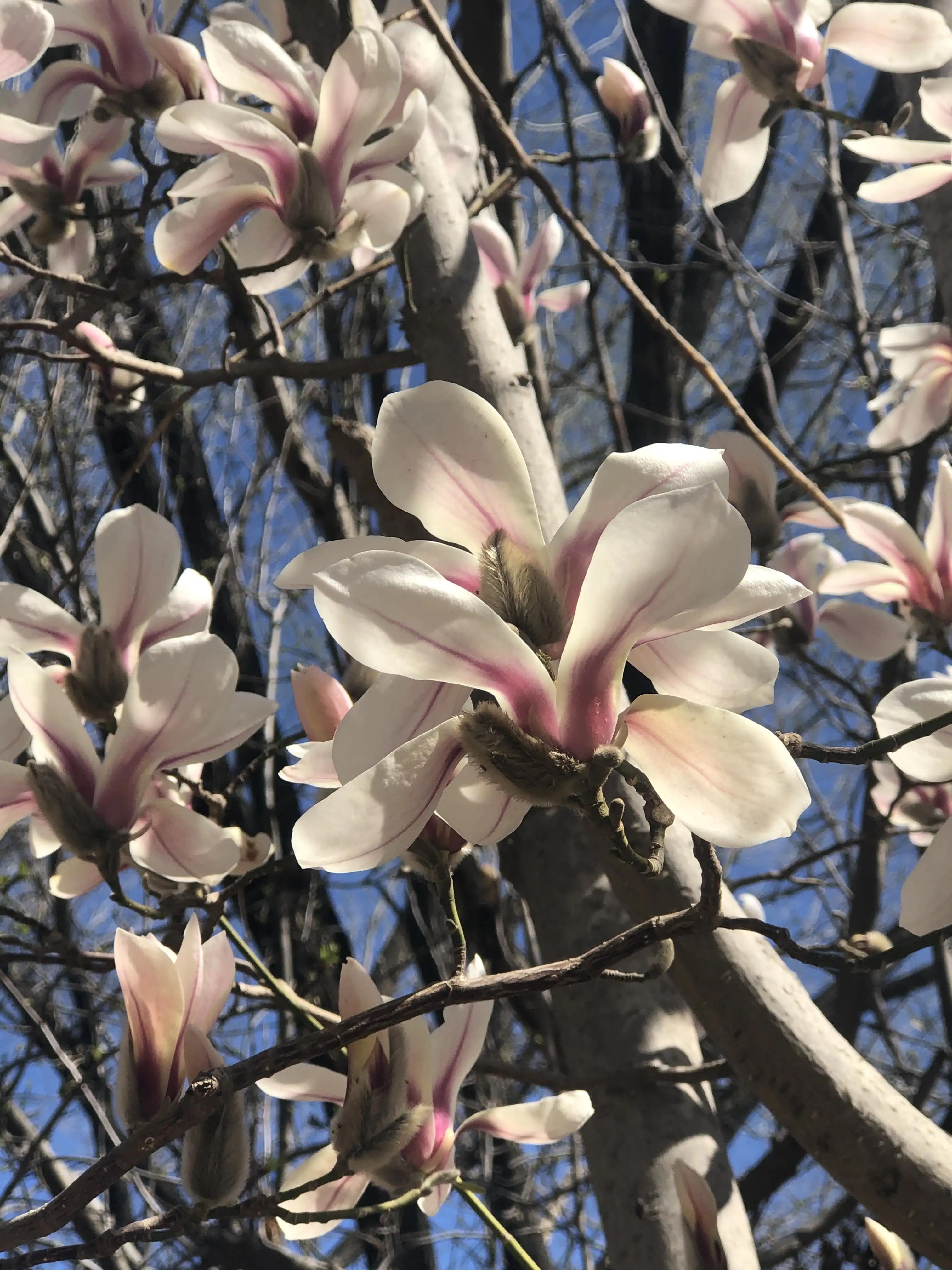 Spring is here in Beijing - iNEWS